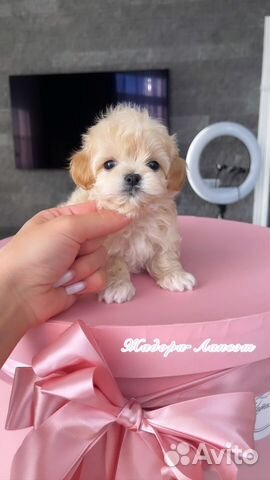 Щенки мальтипу мини