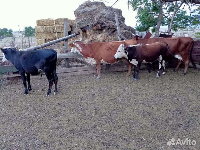 2 коровы, 2 бычка