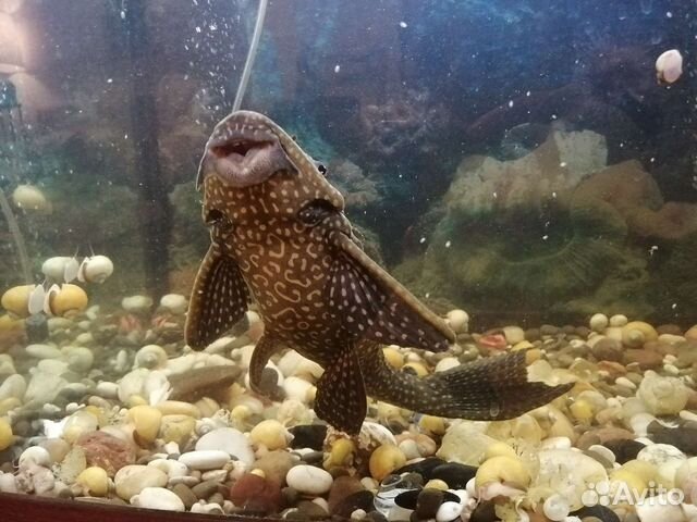 Сомик анциструс 25 см девочка