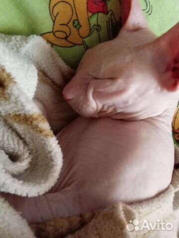 Кошечка в добрые руки