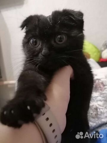Шотланский вислоухий котенок