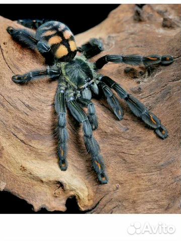 Паук птицеед