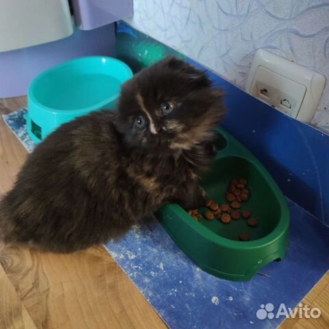 Шотландская вислоухая кошка