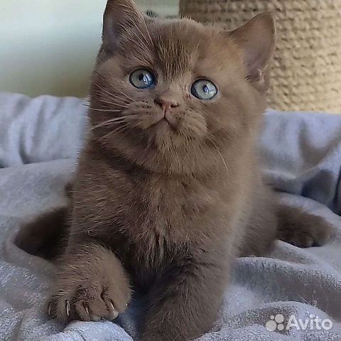 Котята британцы циннамон Британские котята