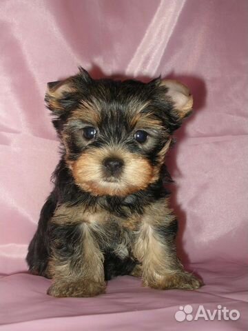 Йоркширский терьер супермалыши