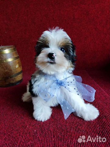 Забавный шалун