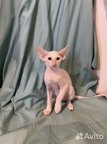 Ушастый беляшик