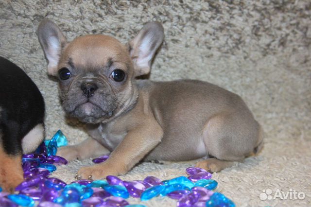 Французский бульдог,девочки