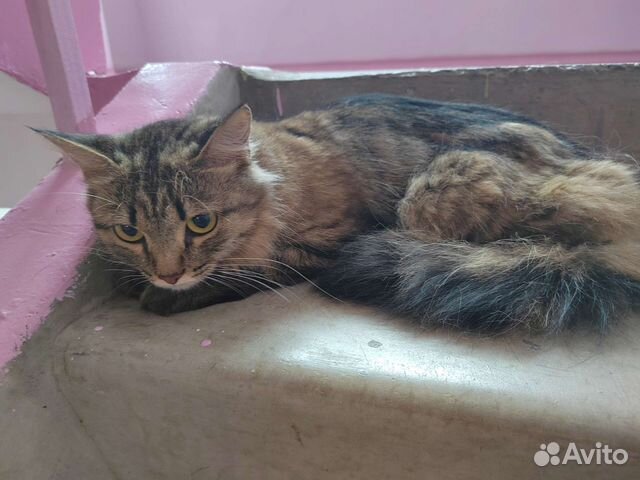 Найден кот с грустными глазами
