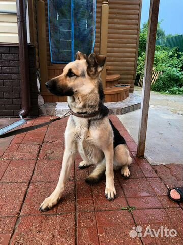 Добрая собака в хорошие руки