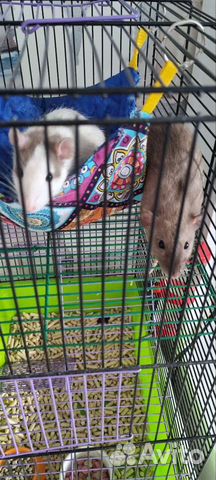 Крысы дамбо и сиамская