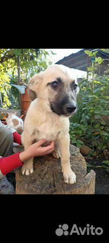 Щенок девочка