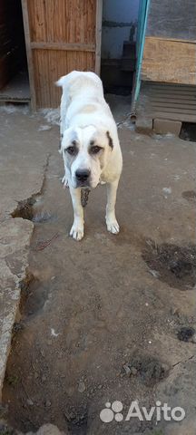 Продам собаку