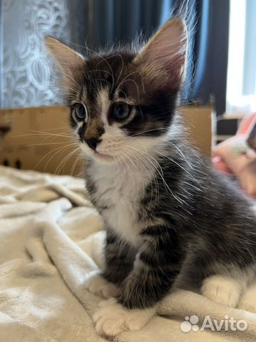 Котята в добрые руки приучены к лотку бесплатно