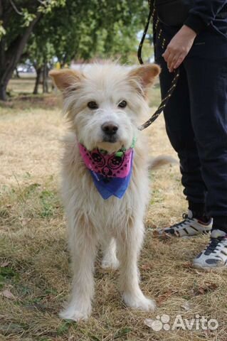 Песик хочет домой