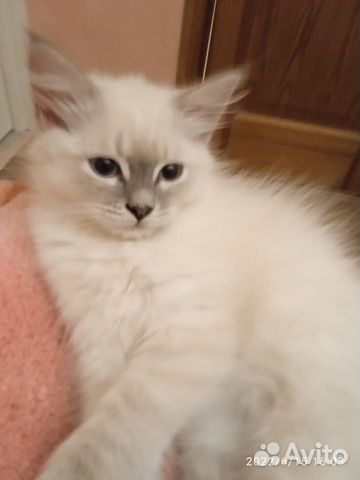 Котята