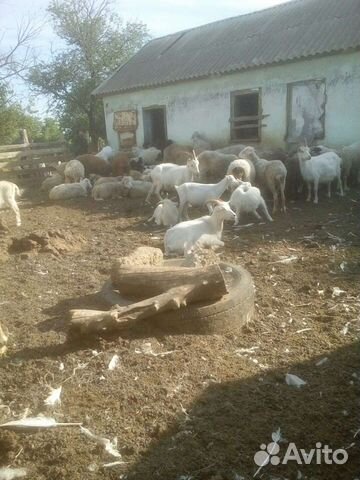 Продаются молочные козы и овцы