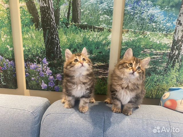 Курильский брбтейл - золотой котик