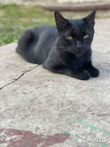 Кошка в добрые руки