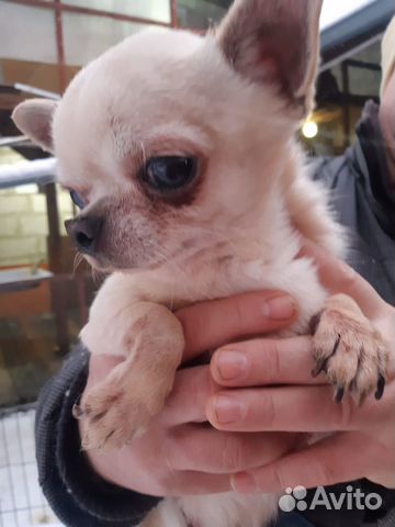 Чих-кобель Кокос