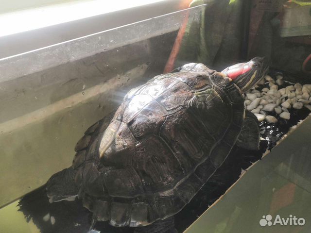 Черепаха, отдам
