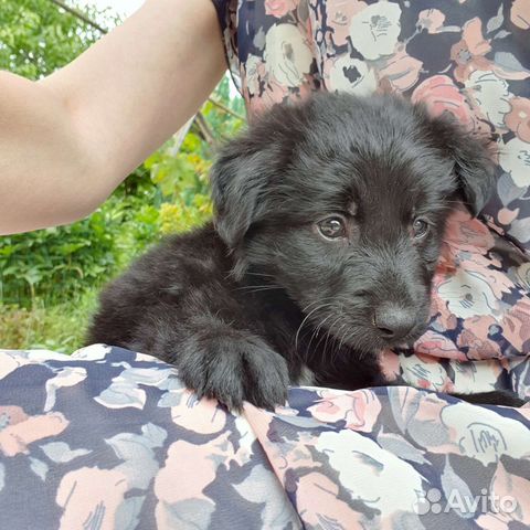 Щенок в добрые руки бесплатно