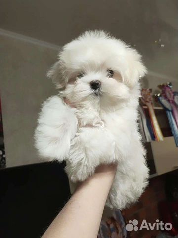 Мальтезе мини