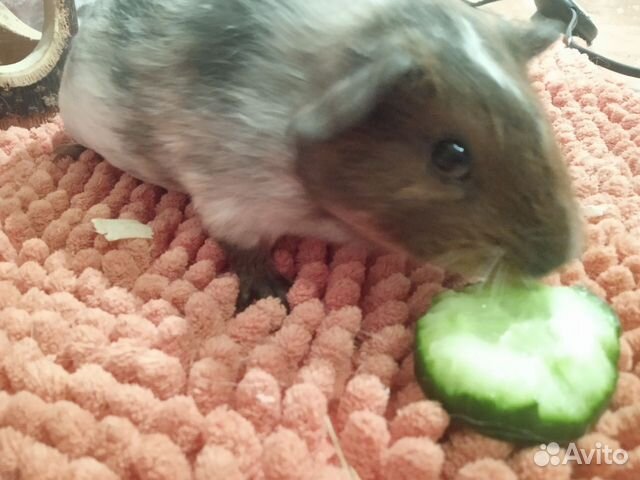 Морская свинка