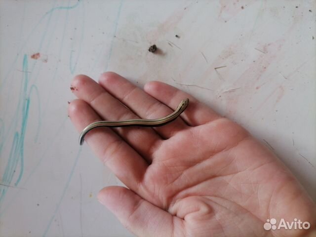 Продаю змеек живых