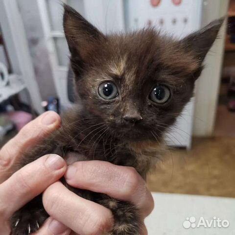 Маленькие котята ищут дом или передержку 1 мес