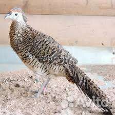 Продаются фазаны для разведения