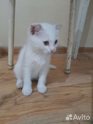 Кошка в дар
