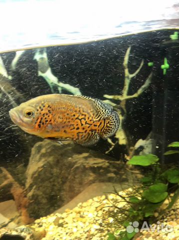 Рыба астронотус