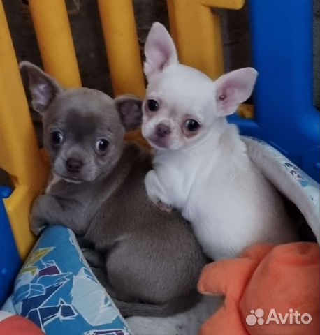 Чихуахуашечки