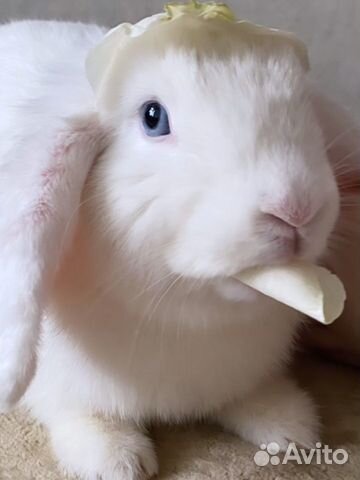 Отдам декоративного кролика