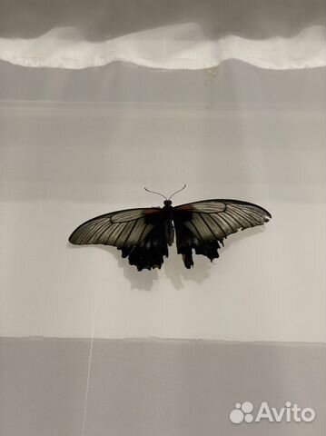 Живые бабочки