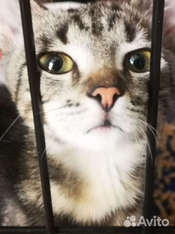 Котенок Бублик