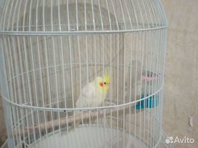 Попугай корелла с клеткой отдам со скидкой