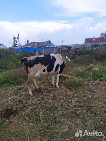 Продам корову