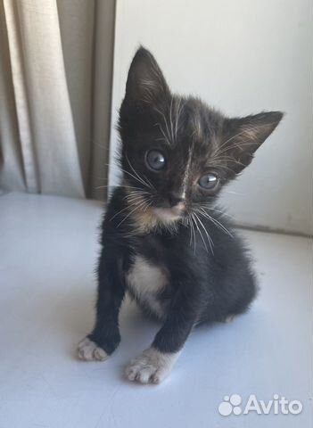 Котенок в добрые руки