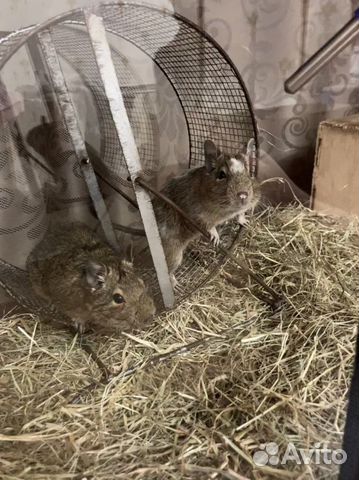 Белки дегу вместе с аквариумом
