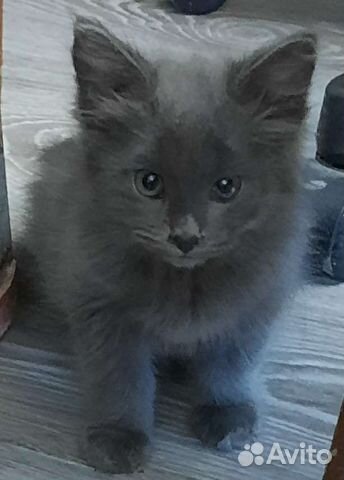 Котик дымчатый 2 мес
