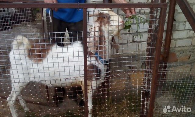 Козы камори