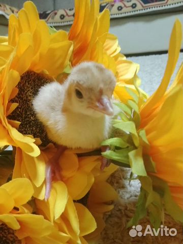 Индюшата хайбрид конвертер