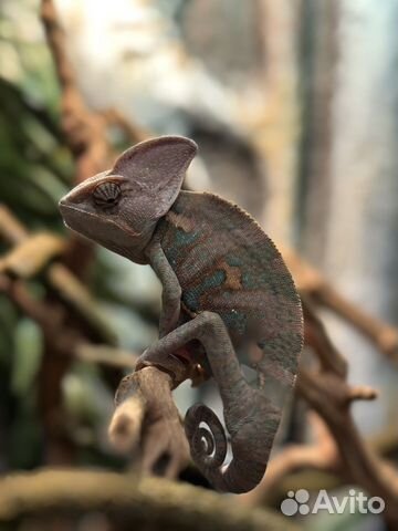 Еменский хамелеон