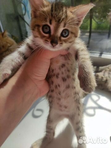 Кошки в добрые руки