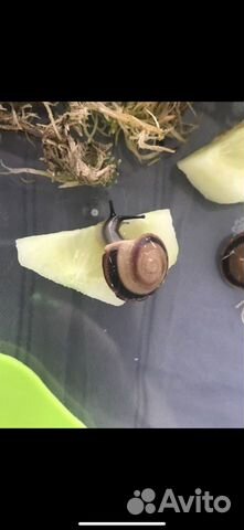Улитки караколусы бесплатно