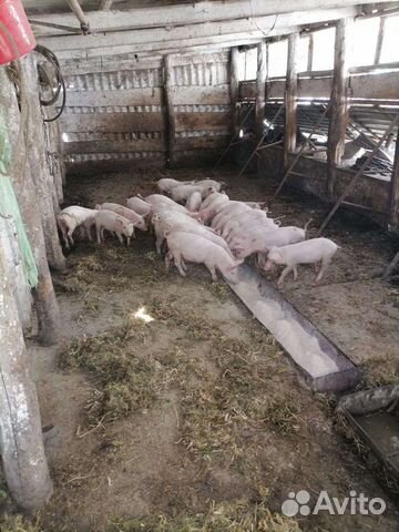 Поросенок ландрас