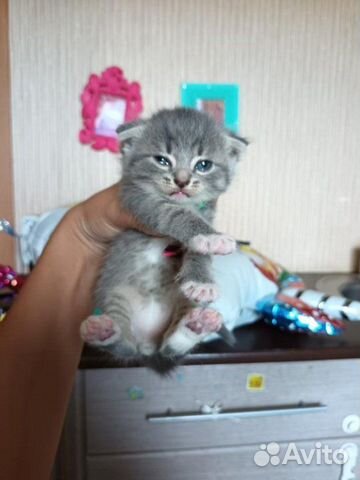 Шотландские вислоухие котята серые