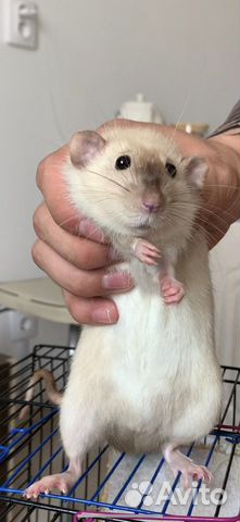Декоративные крысы